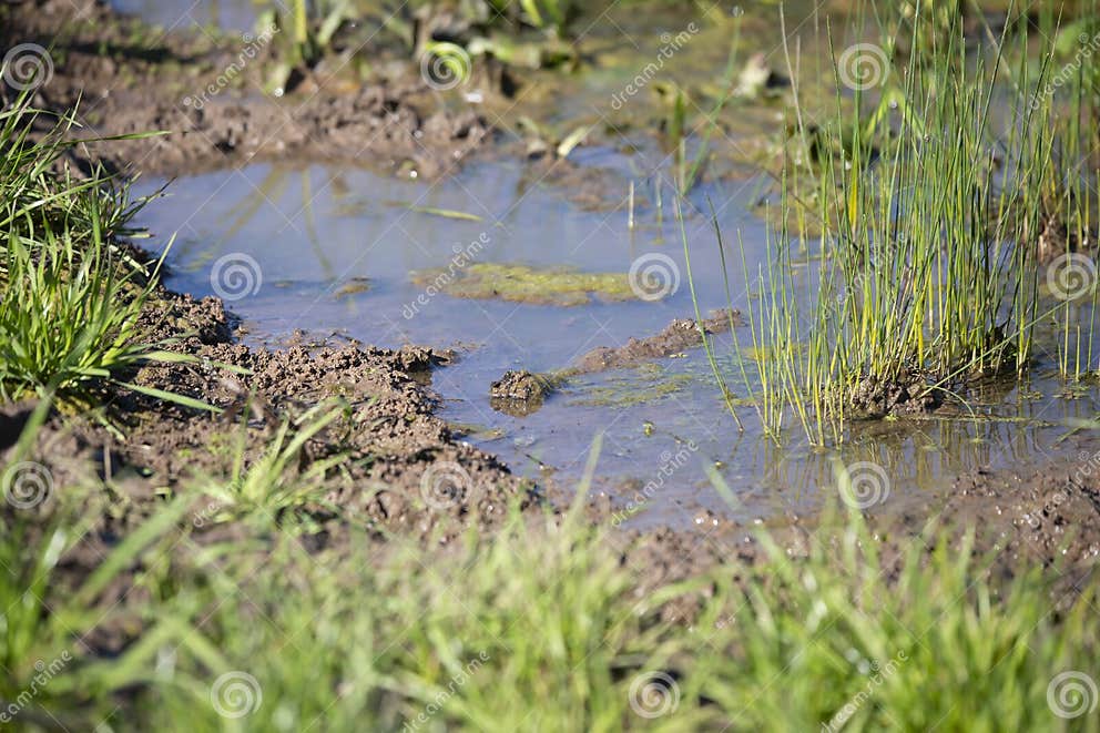 Shallow Marsh Water stock image. Image of marsh, nature - 291168509