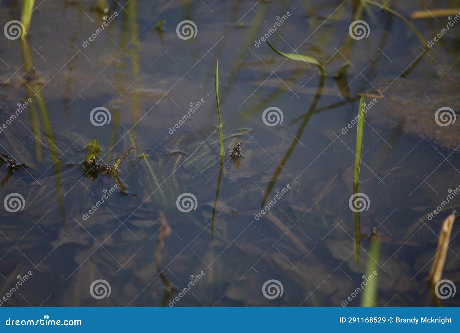 Shallow Marsh Water stock image. Image of background - 291168529