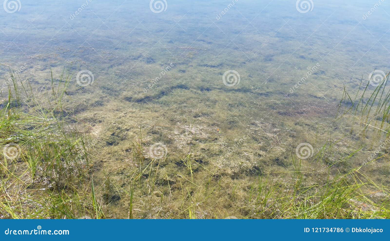 Shallow pond stock photo. Image of algae, bottom, shallow - 121734786