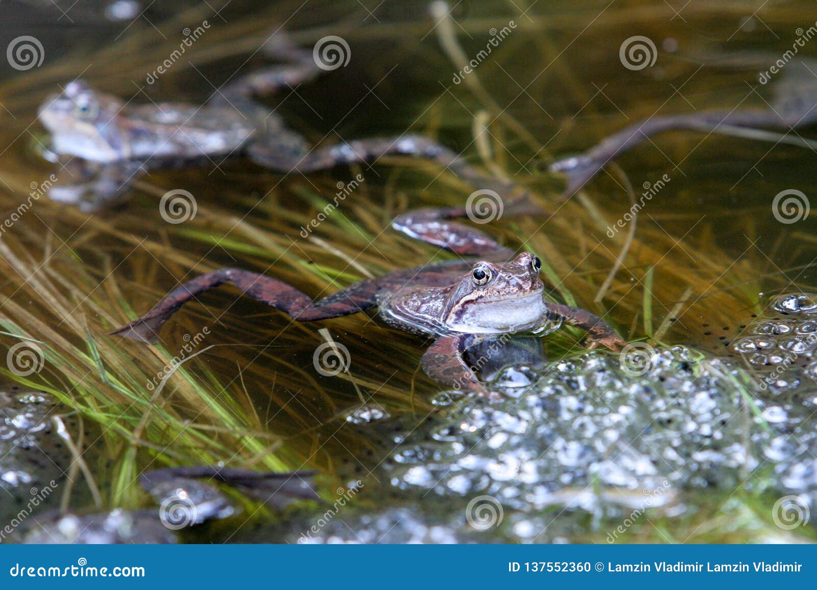 Frogs mating season stock photo. Image of environment - 137552360
