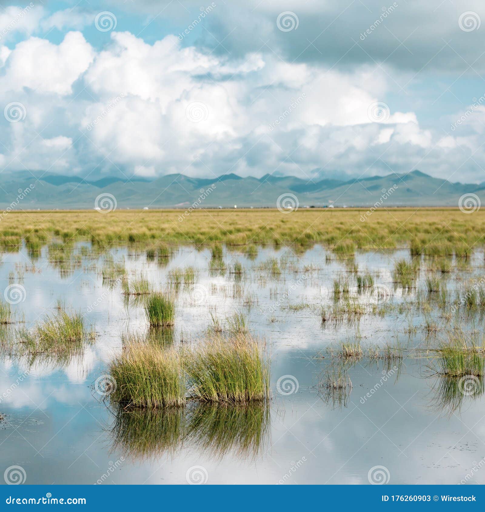 Shallow Pond with Plants Growing in it and a Blue Cloudy Sky Stock ...