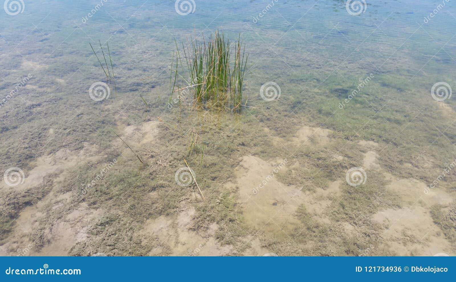 Shallow pond stock photo. Image of shallow, weeds, pond - 121734936