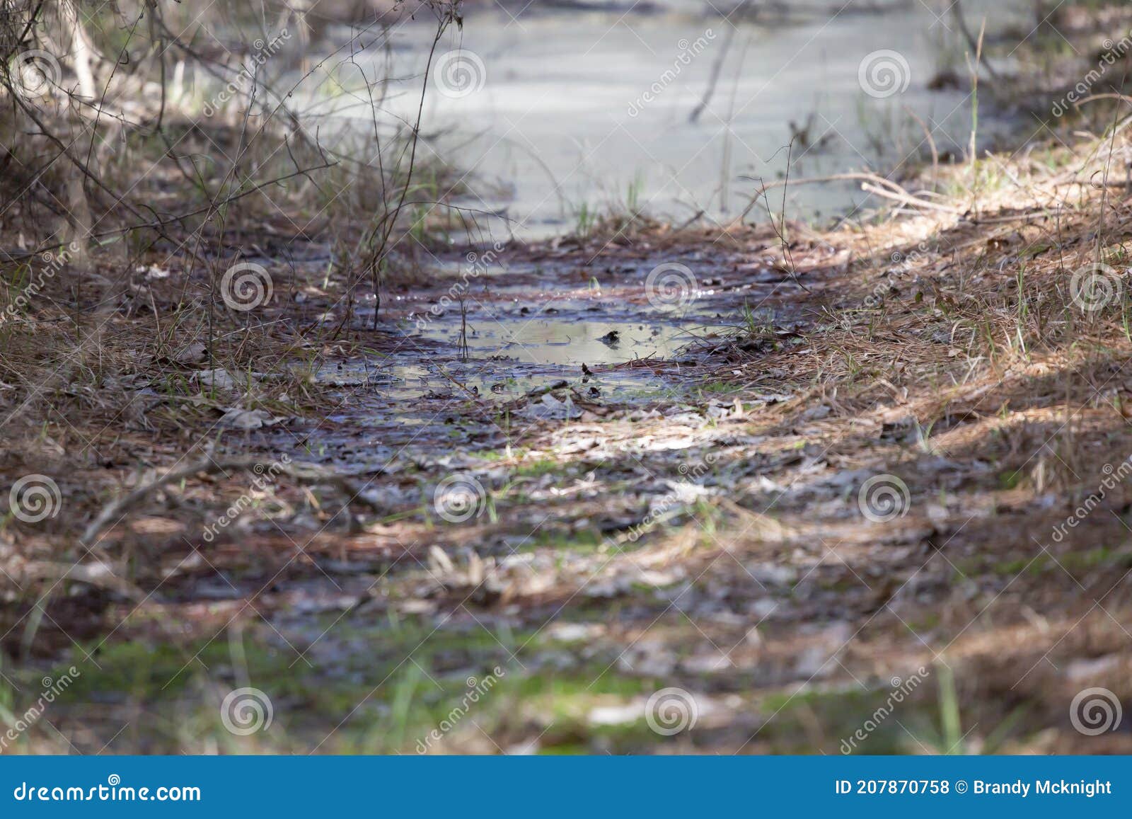 Shallow Puddle in Forest stock photo. Image of leaves - 207870758
