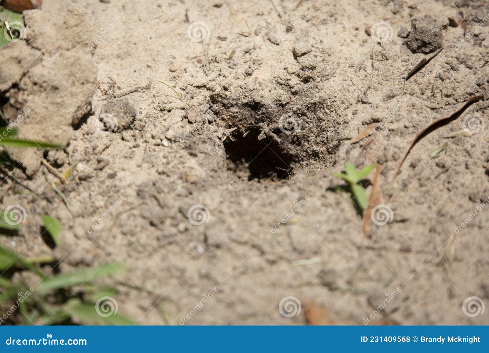 Shallow Rat Burrow stock photo. Image of abode, dens - 231409568