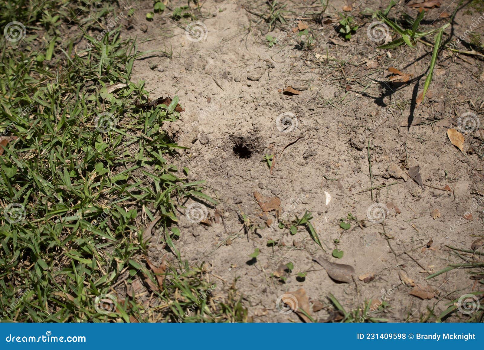 Shallow Rat Burrow stock photo. Image of habitat, place - 231409598