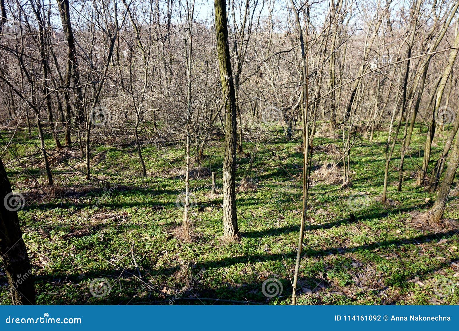 A Shallow Ravine in the Forest, Overgrown with Early Spring Grass ...