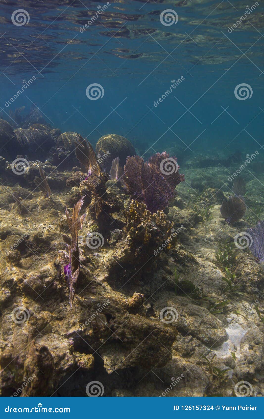 Shallow reef stock photo. Image of caribbean, soft, nature - 126157324