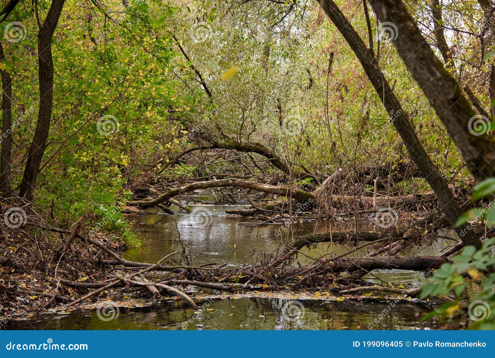 A Shallow River, Trees Fell into the Water Stock Image - Image of leaf ...