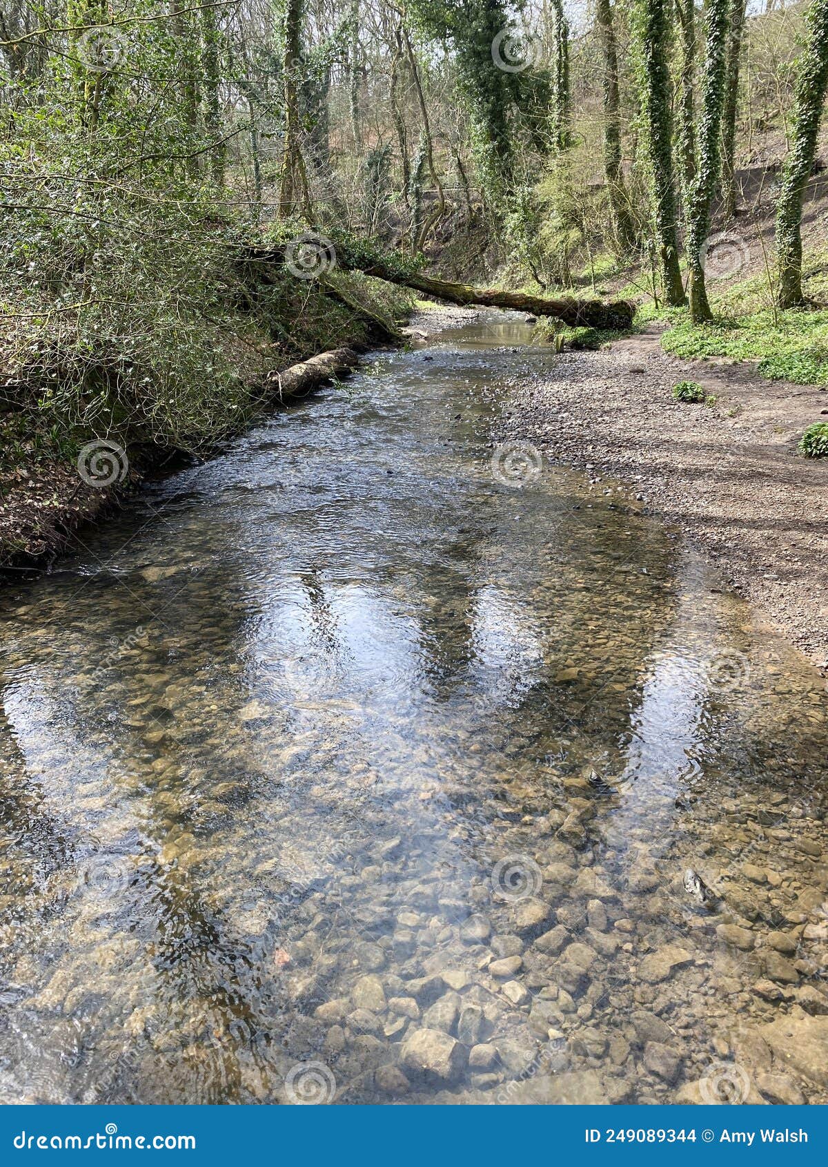 Shallow river stock photo. Image of leading, full, forrest - 249089344