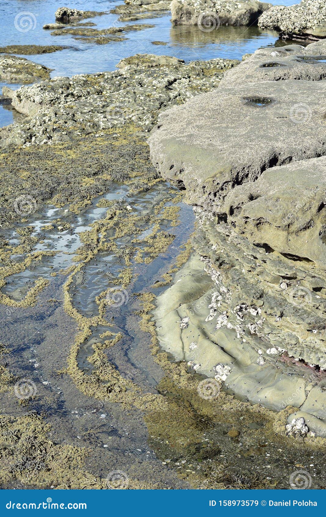 Shallow Rock Pool Exposed during Low Tide Stock Image - Image of ...