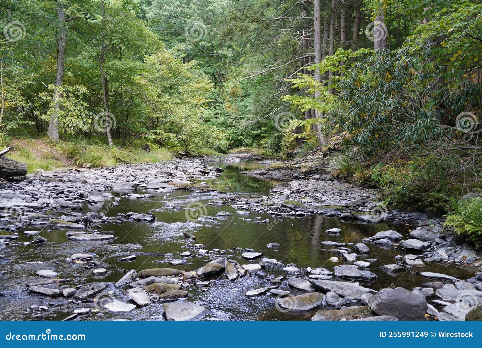 Shallow Rocky River in a Forest Stock Image - Image of nature, season ...