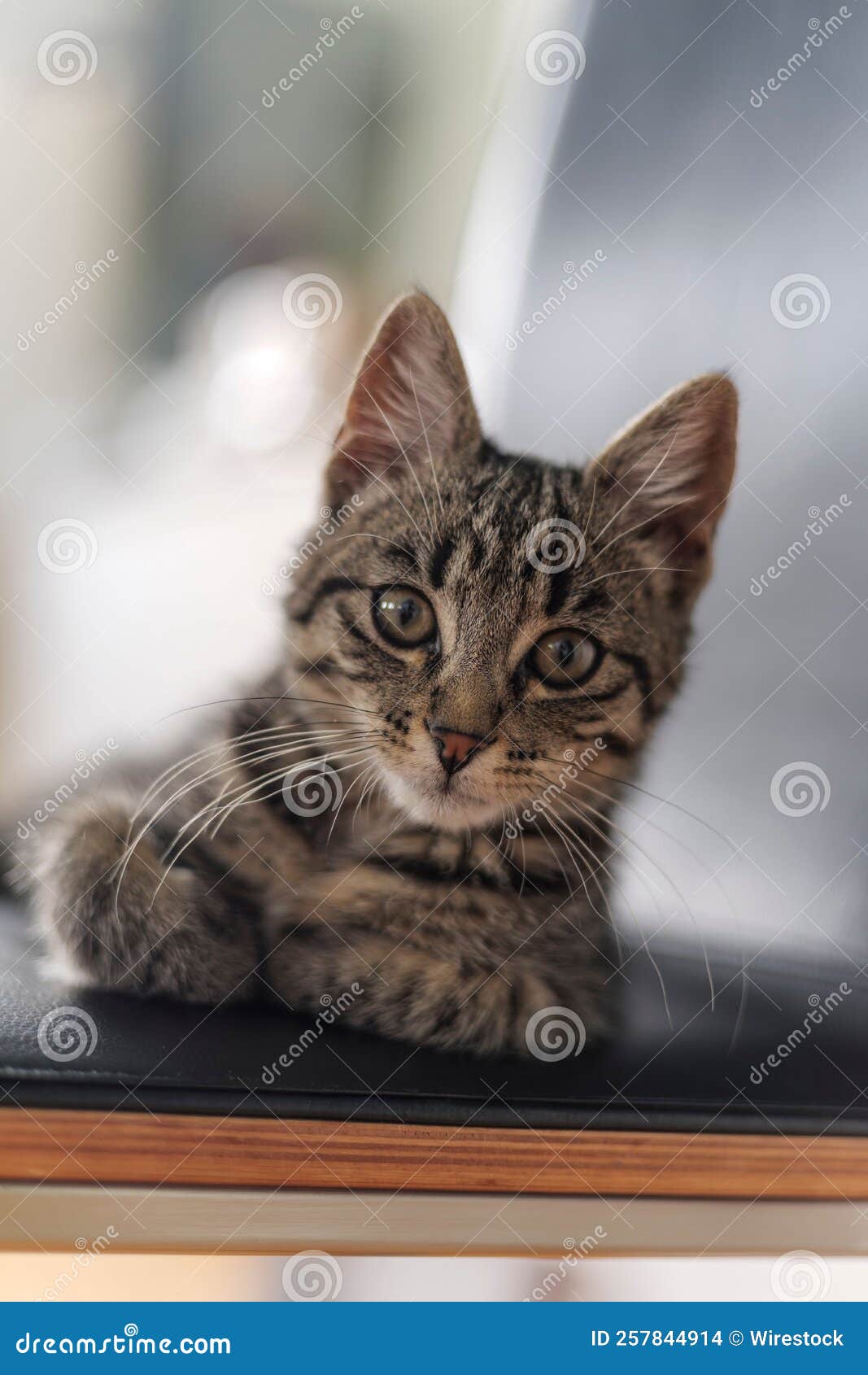 Shallow Shot of Tabby Cat on the Table with Blur Background Stock Photo ...