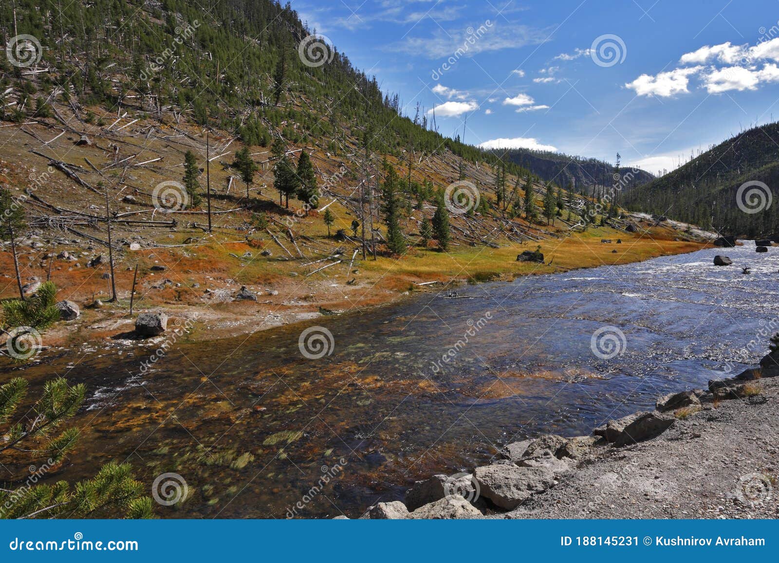 Shallow Slow Stream with a Pebble Stock Image - Image of beauty, flora ...