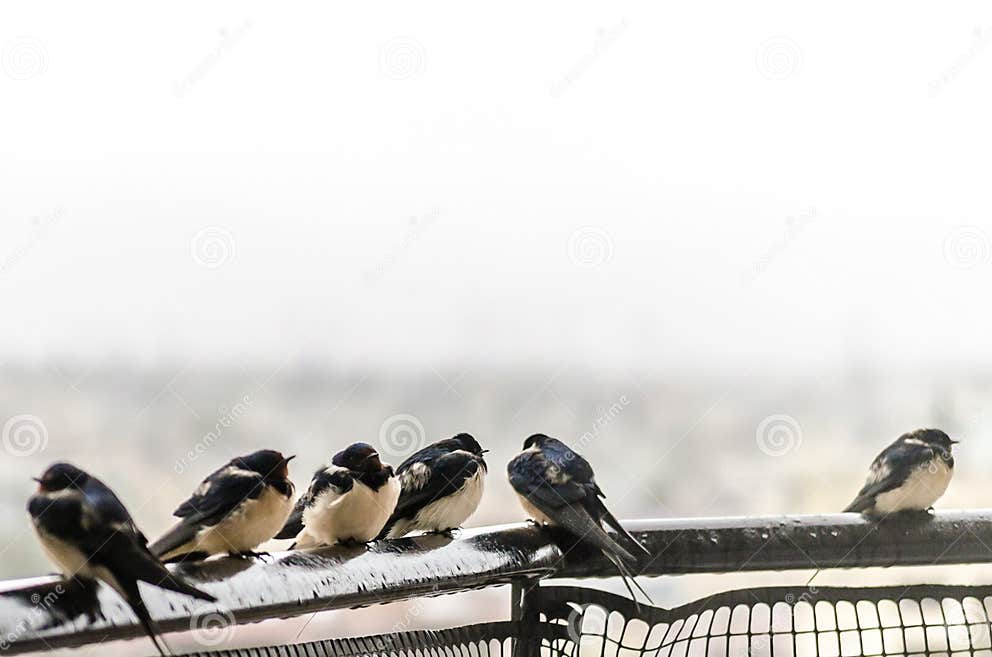 Shallow Standing on the Railings of a Balcony during Summer Rain. Black ... Shallow Standing on the Railings of a Balcony during Summer Rain. Black ...