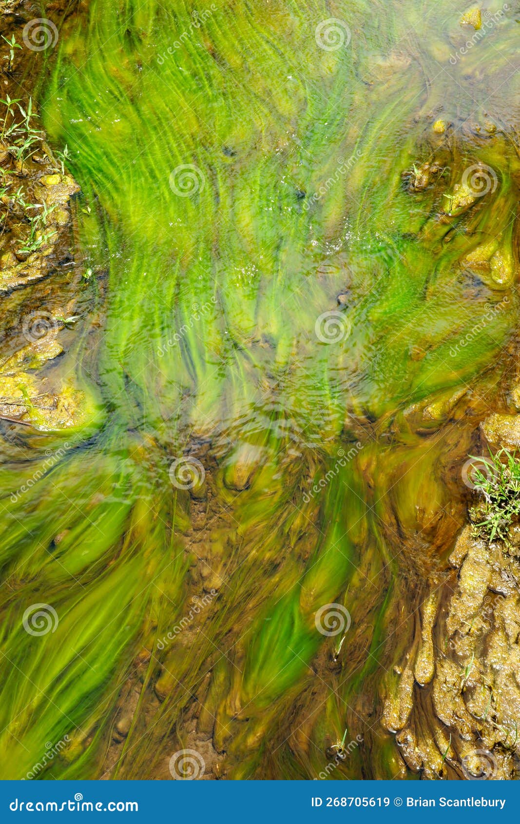 Shallow Stream with Bright Green Algae Stock Image - Image of green ...