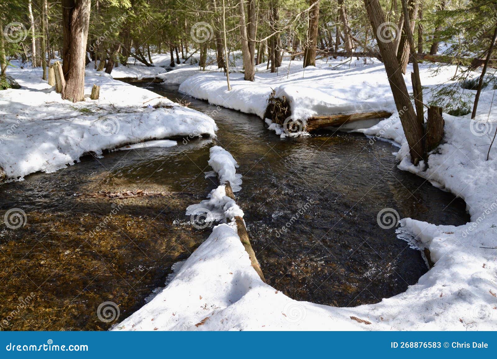 Shallow Stream Divided by Eastern White Cedar (Thuja Occidentalis) Tree ...