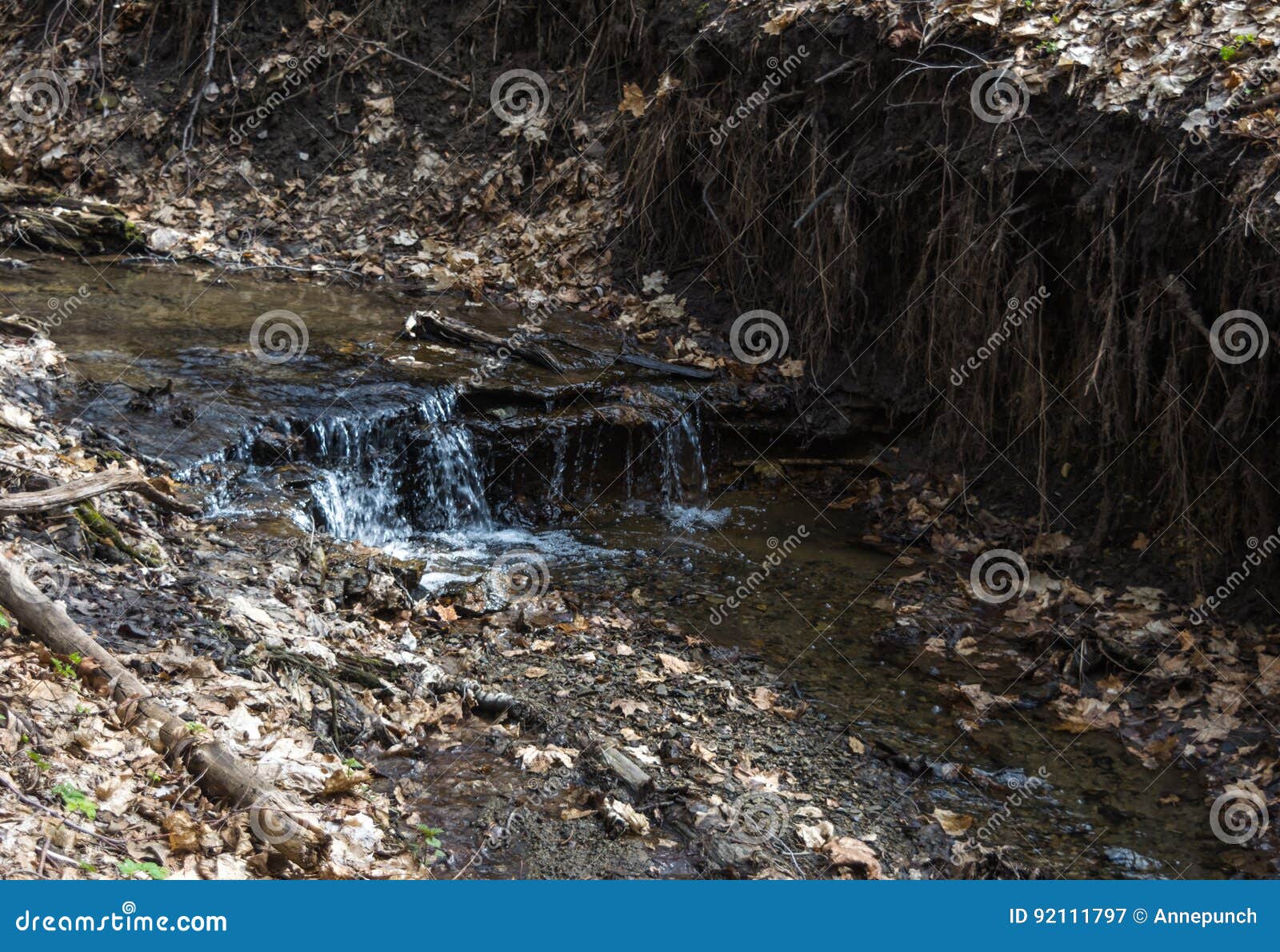 Shallow Stream among Fallen Leaves and Tree Roots. Creek in the Woods ...
