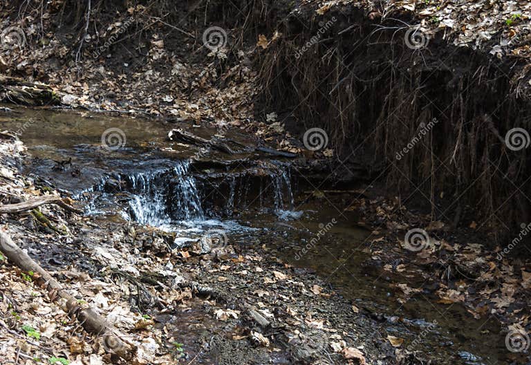 Shallow Stream among Fallen Leaves and Tree Roots. Creek in the Woods ...