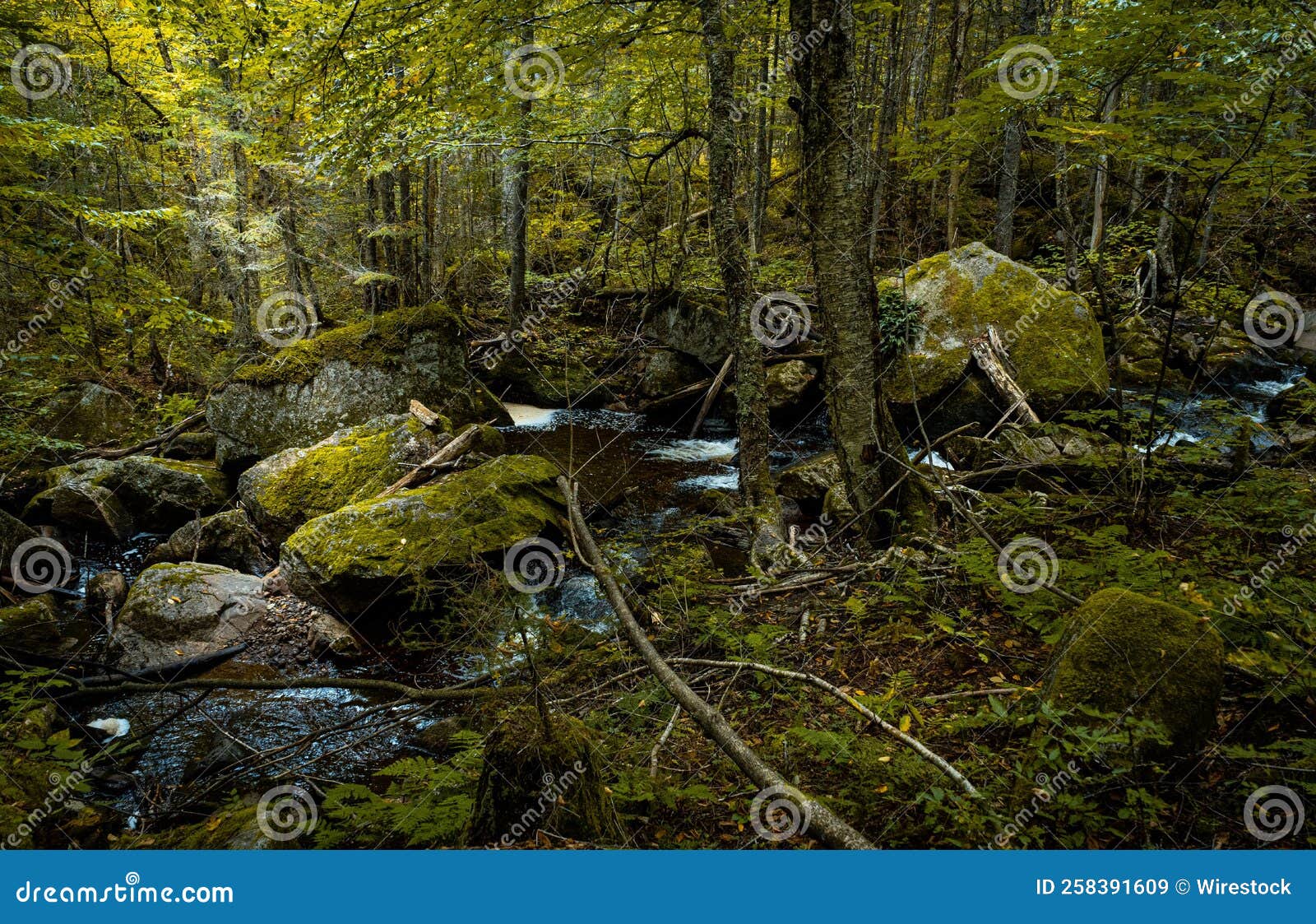Shallow Stream Flowing through Mossy Rocks in Lush Green Forest Stock ...