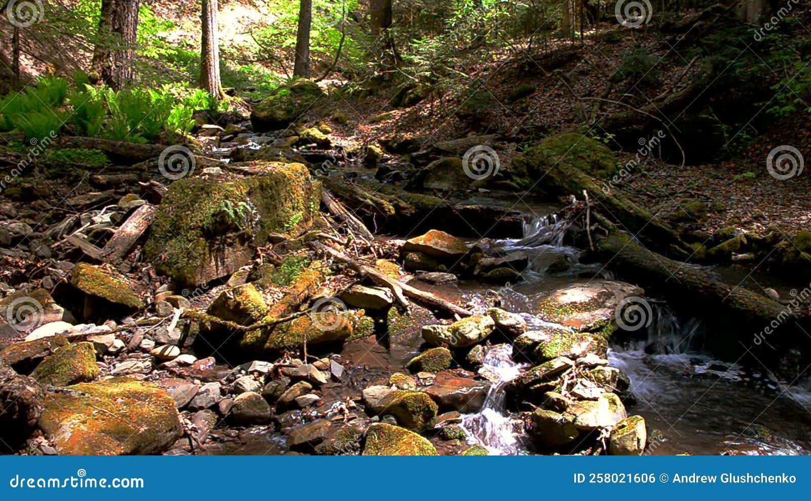 A Shallow Stream in the Summer Forest Stock Footage - Video of ditch ...