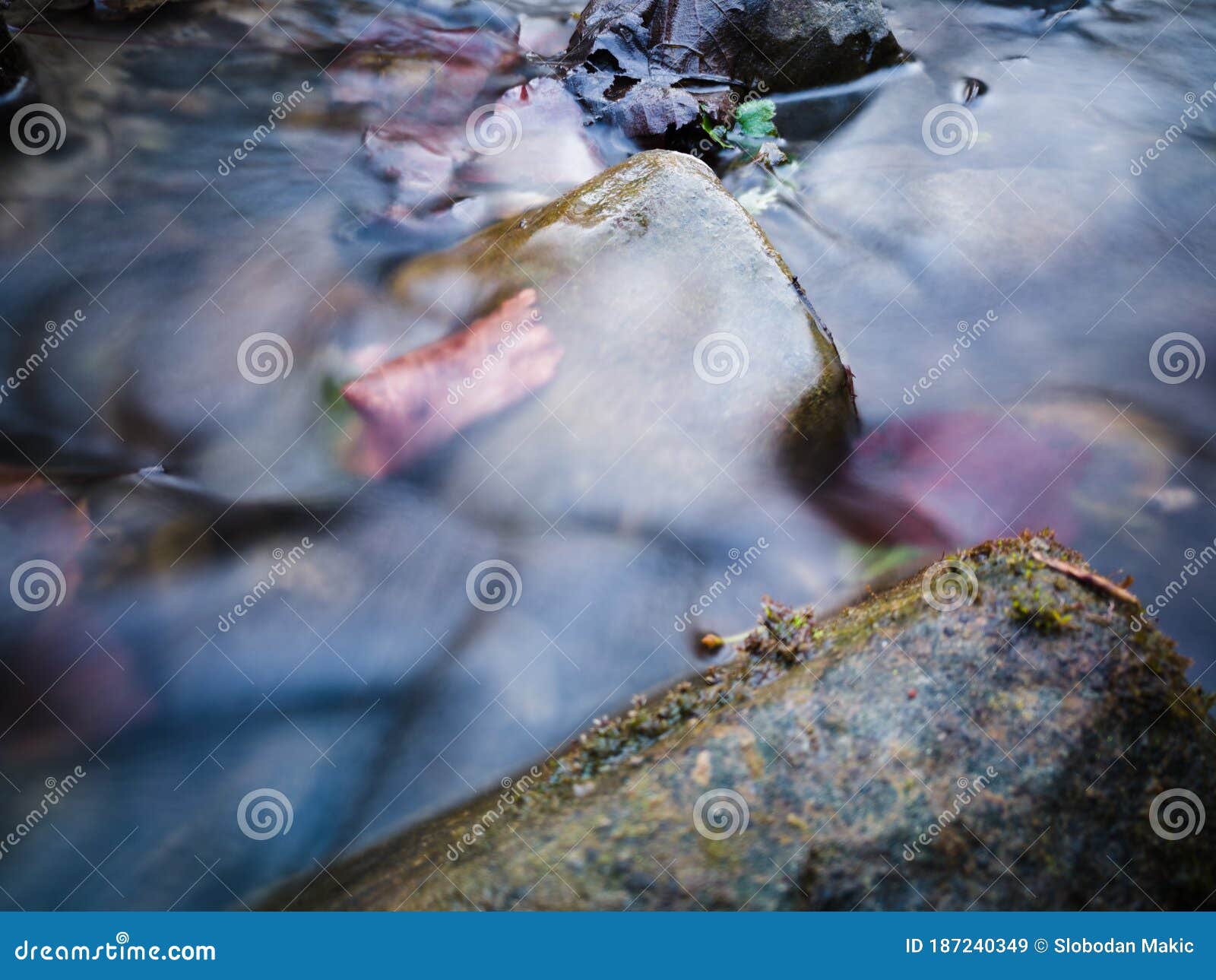 A Shallow Stream in the Woods, Softly Murmuring between the Rocks Stock ...