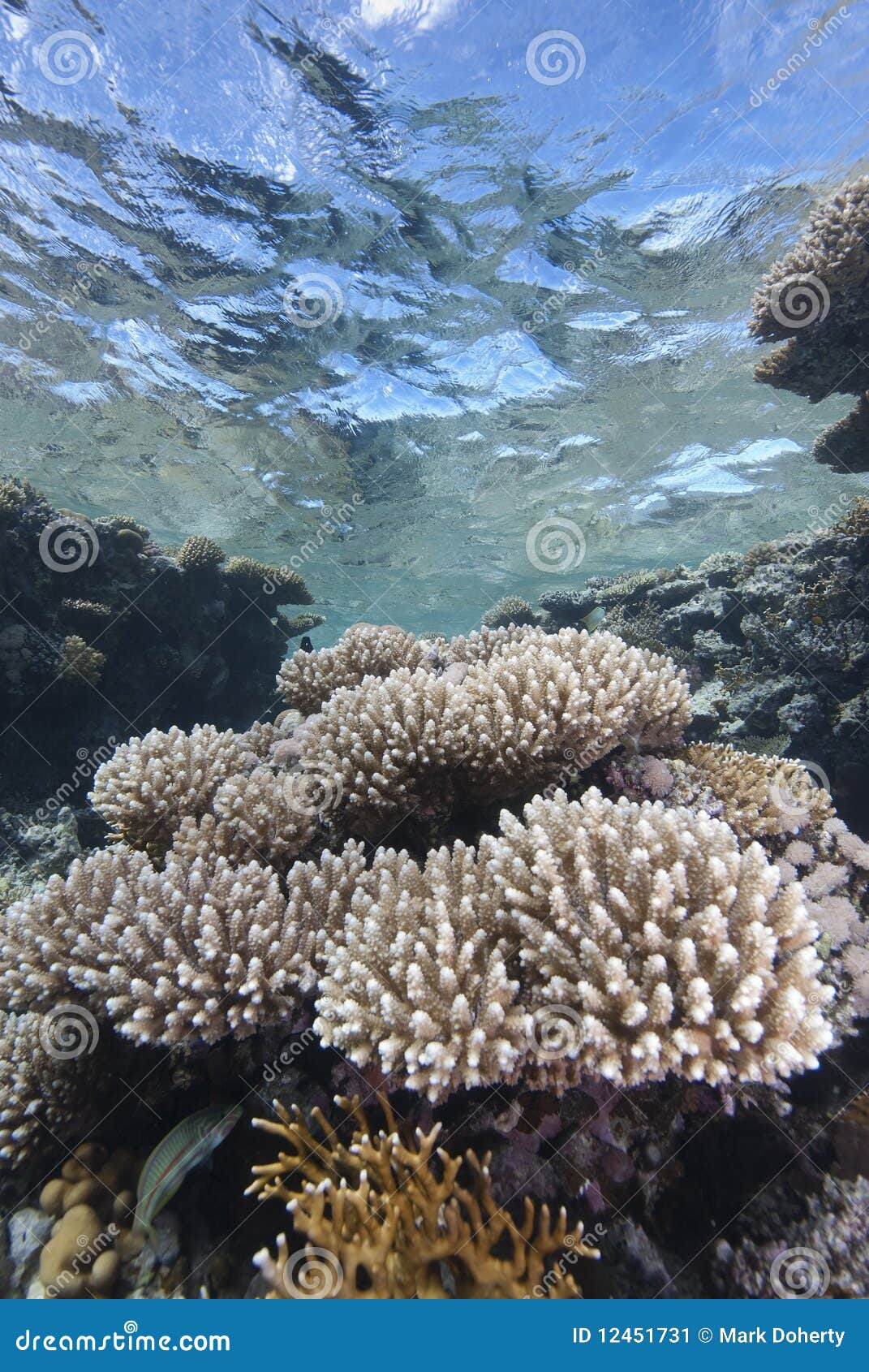 Shallow Tropical Coral Reef Stock Image - Image of angle, blue: 12451731