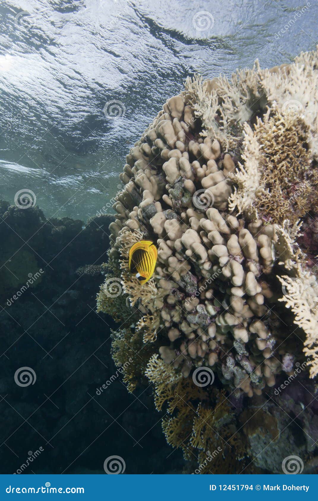 Shallow Tropical Coral Reef Stock Photo - Image of scene, color: 12451794
