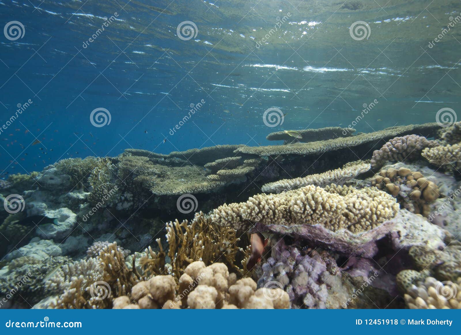 Shallow Tropical Coral Reef Stock Photo - Image of underwater, surface ...