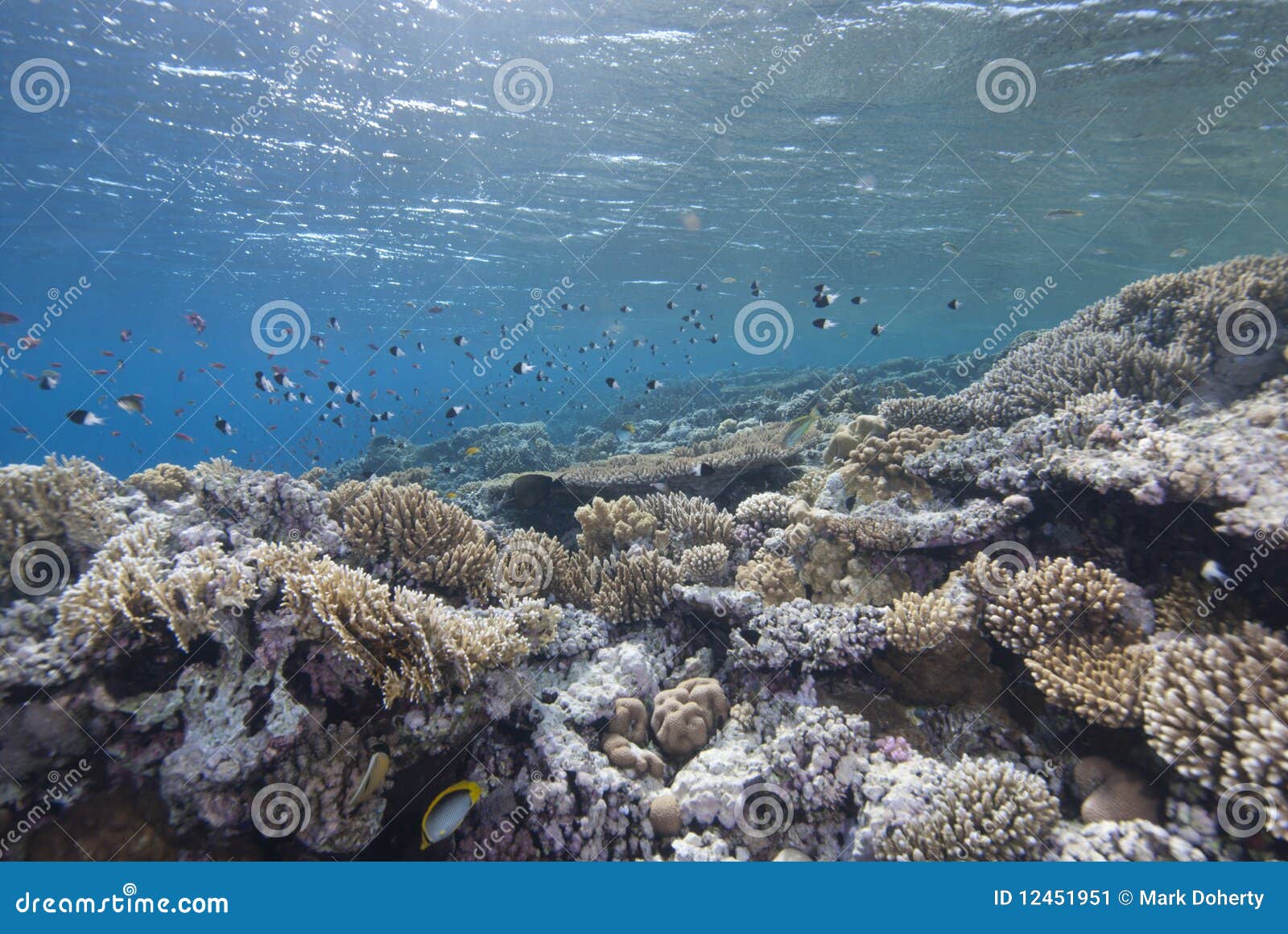 Shallow Tropical Coral Reef Stock Image - Image of blue, reef: 12451951