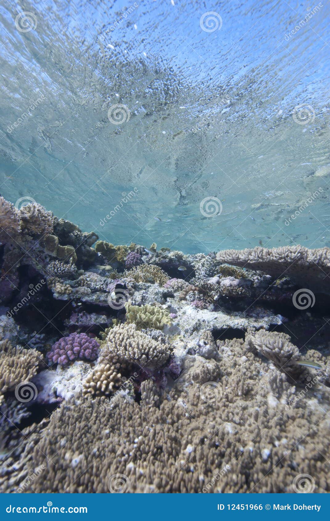 Shallow Tropical Coral Reef Stock Photo - Image of marine, space: 12451966