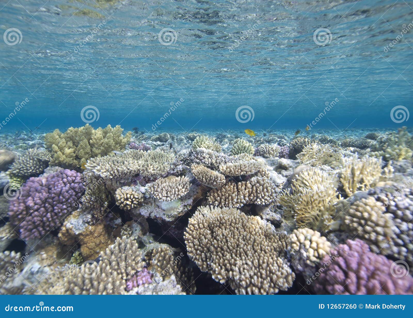 Shallow Tropical Coral Reef Stock Photo - Image of destination, coral ...