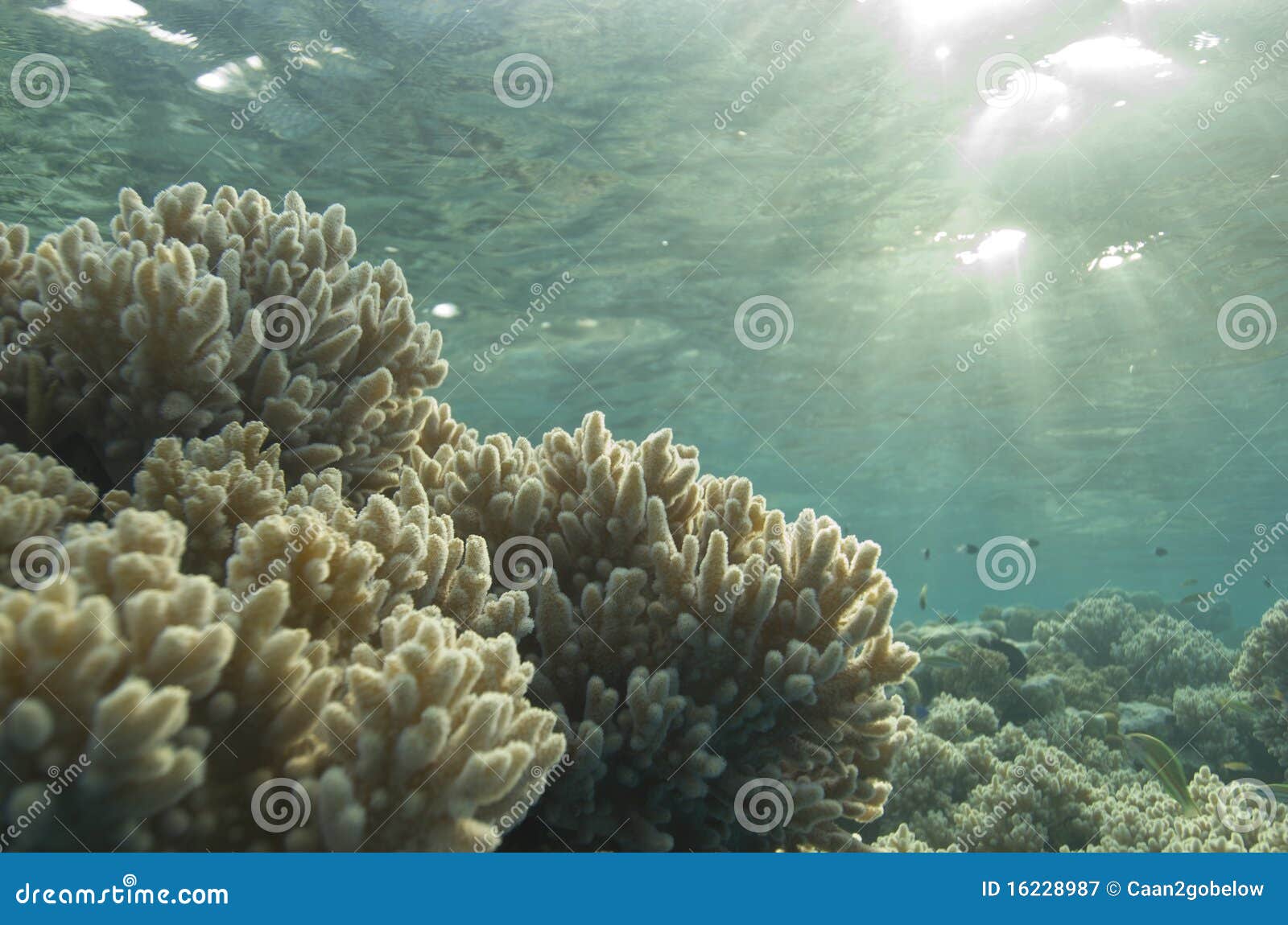 Shallow Tropical Coral Reef, Natural Light. Stock Image - Image of ...