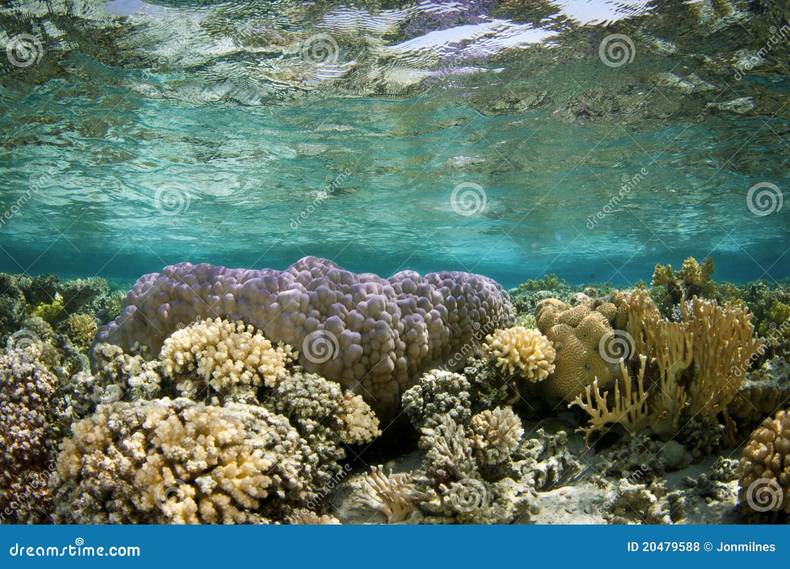 Shallow Underwater Coral Reef Stock Photo - Image of destinations ...