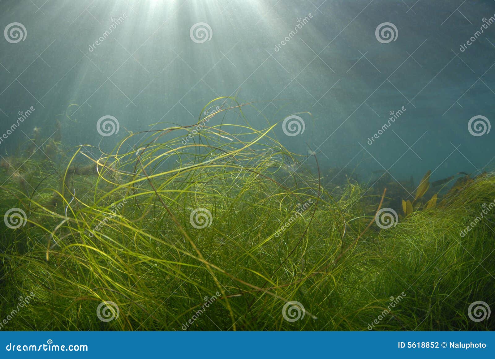 Shallow Underwater Grass stock photo. Image of water, life - 5618852