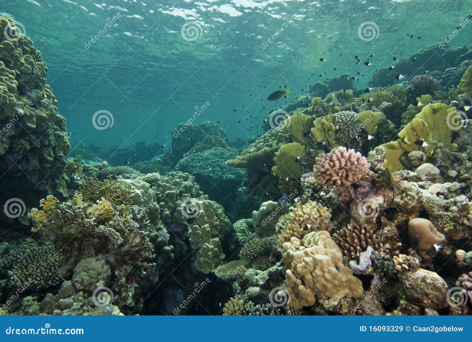 Shallow Underwater Reefscape. Royalty-Free Stock Photo | CartoonDealer ...