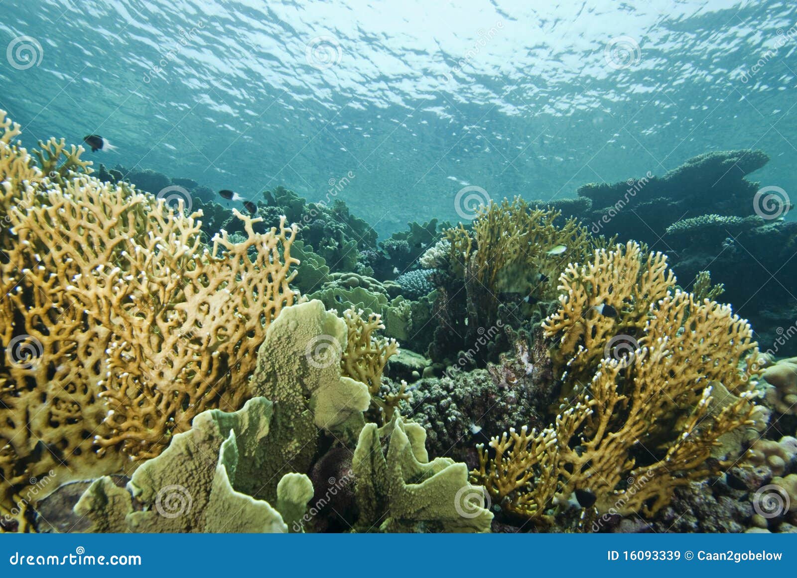 Shallow Underwater Reefscape. Stock Image - Image of horizontal ...