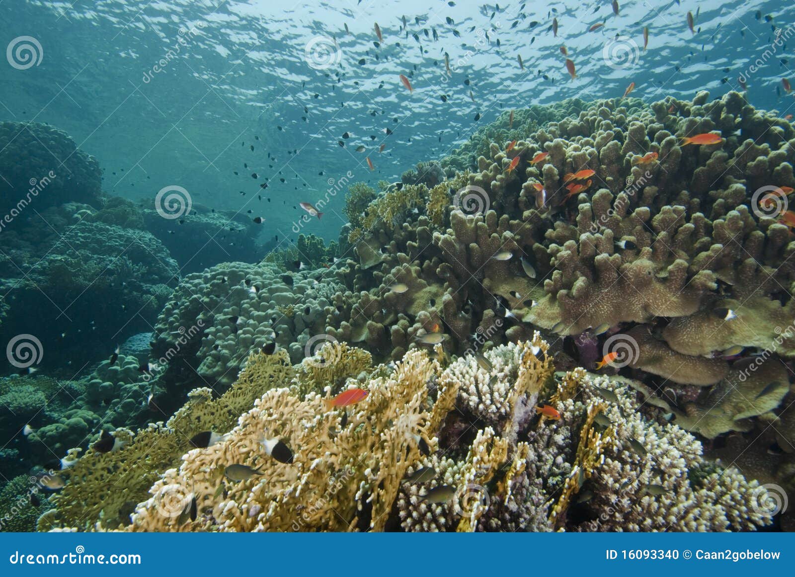 Shallow Underwater Reefscape. Stock Photo - Image of marine, angle ...