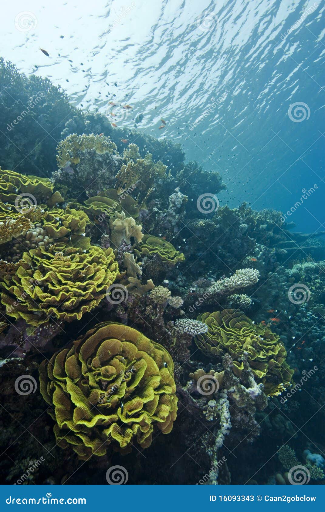Shallow Underwater Reefscape. Stock Image - Image of coral, travel ...