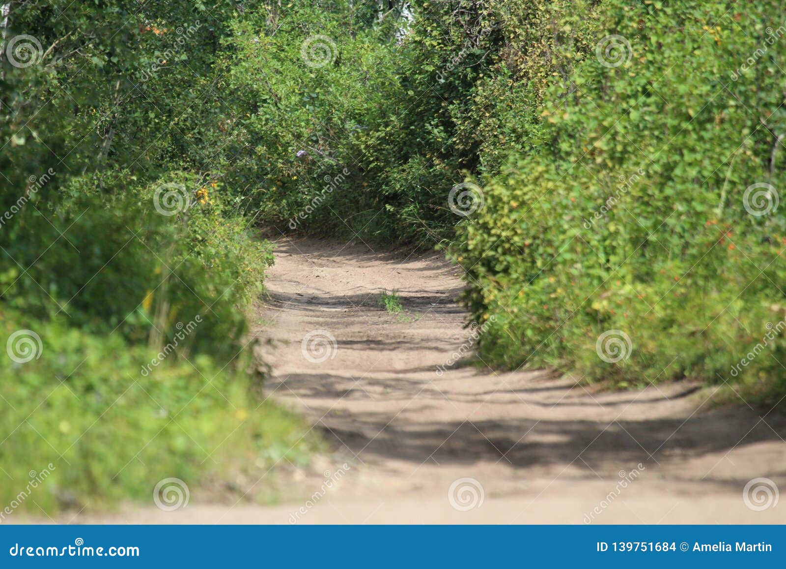 A Shallow View of a Off Road Trail through Trees Stock Photo - Image of ...