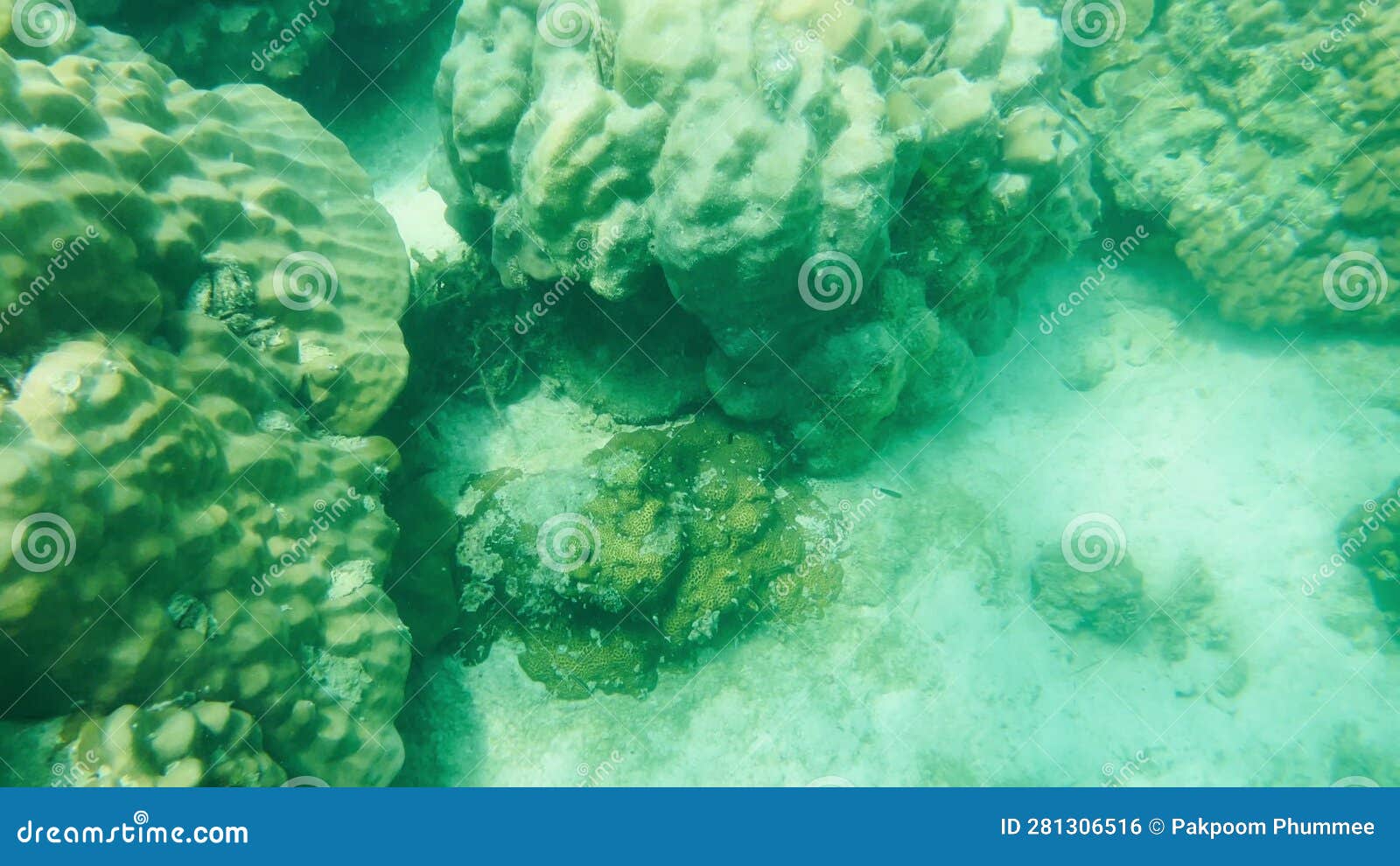 Shallow Water Coral with Fish, Shellfish and Beautiful Sea Creatures ...