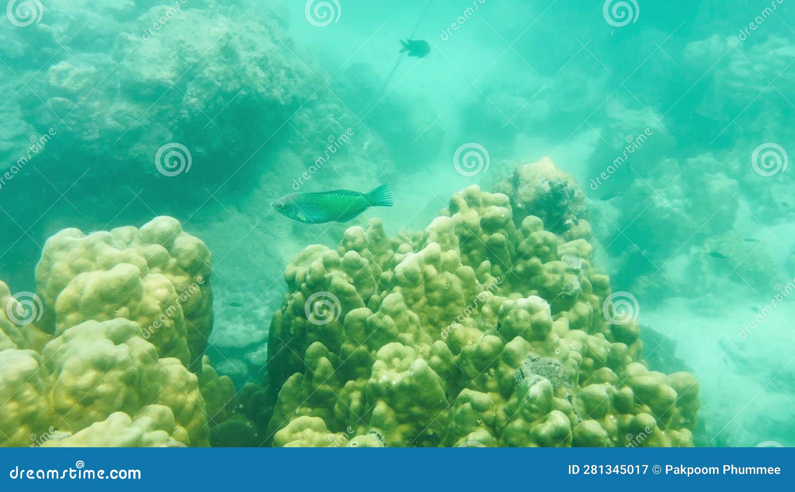 Shallow Water Coral with Fish, Shellfish and Beautiful Sea Creatures ...