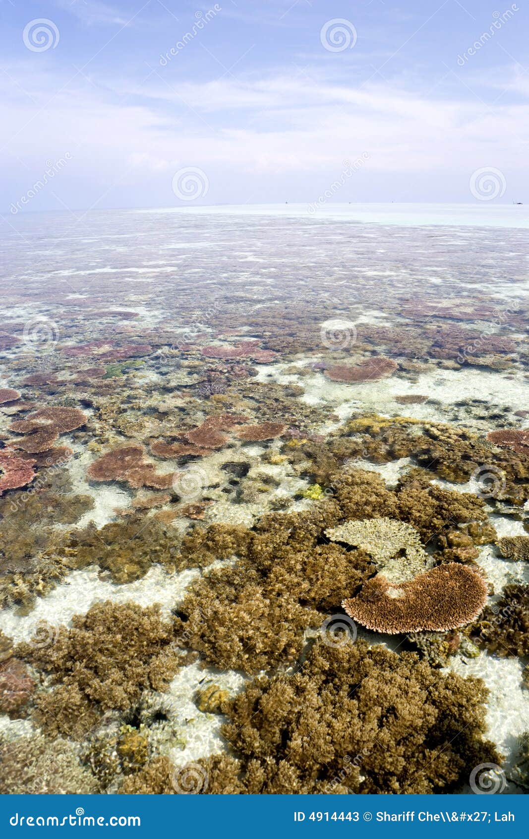 Shallow water coral reef stock image. Image of sandy, colorful - 4914443