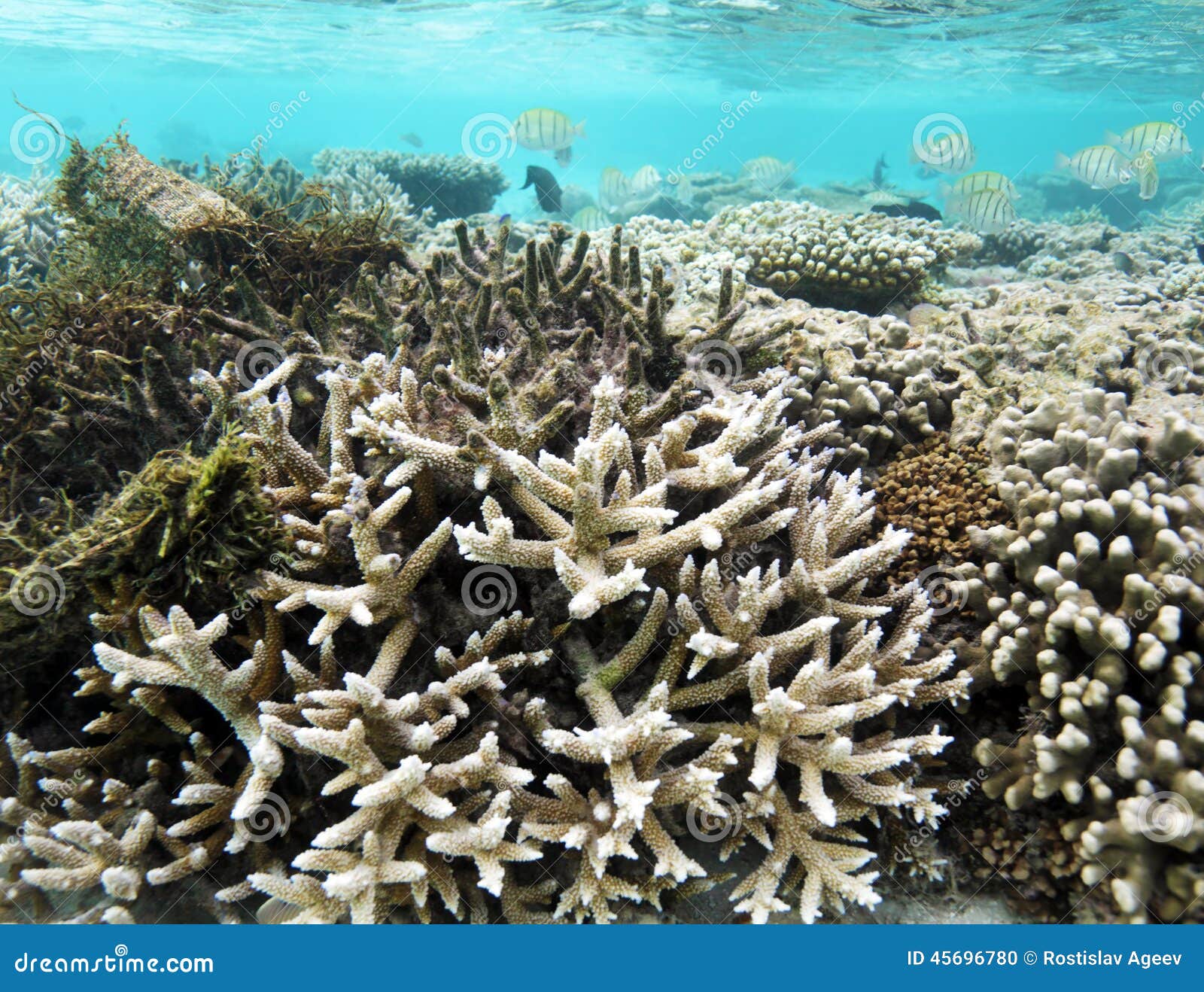 Shallow Water Coral Reef stock photo. Image of swim, bottom - 45696780