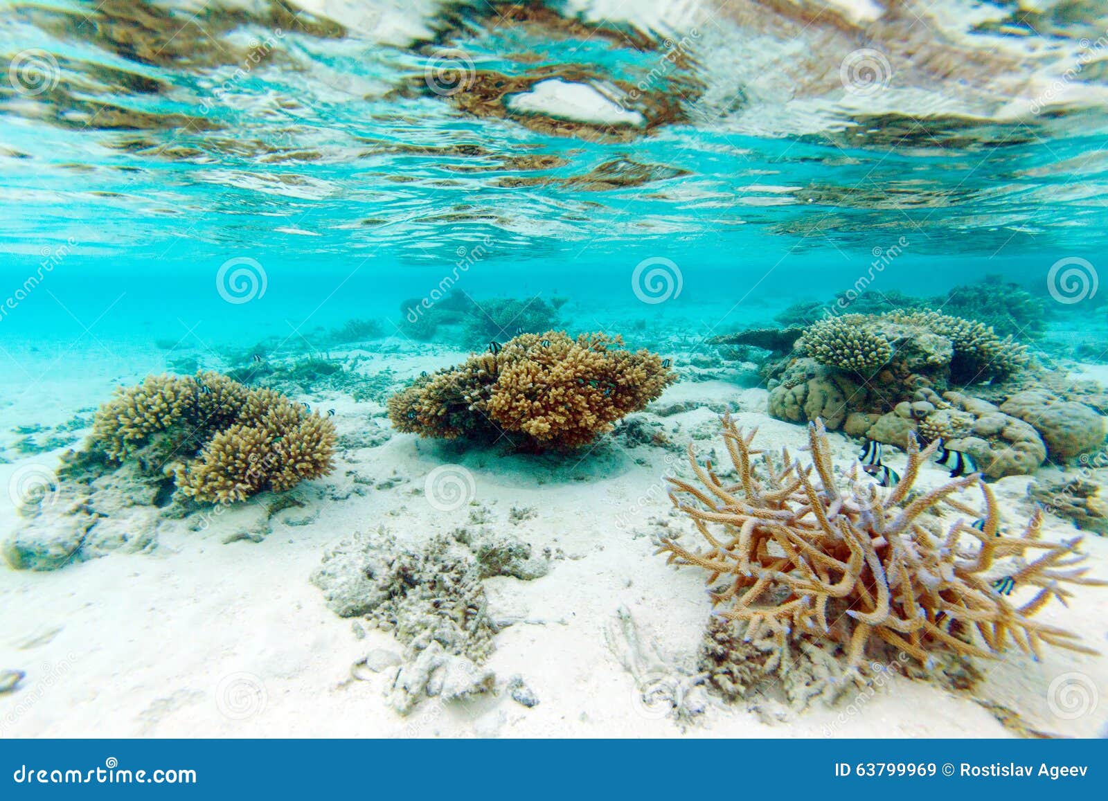 Shallow Water Coral Reef stock image. Image of ecology - 63799969