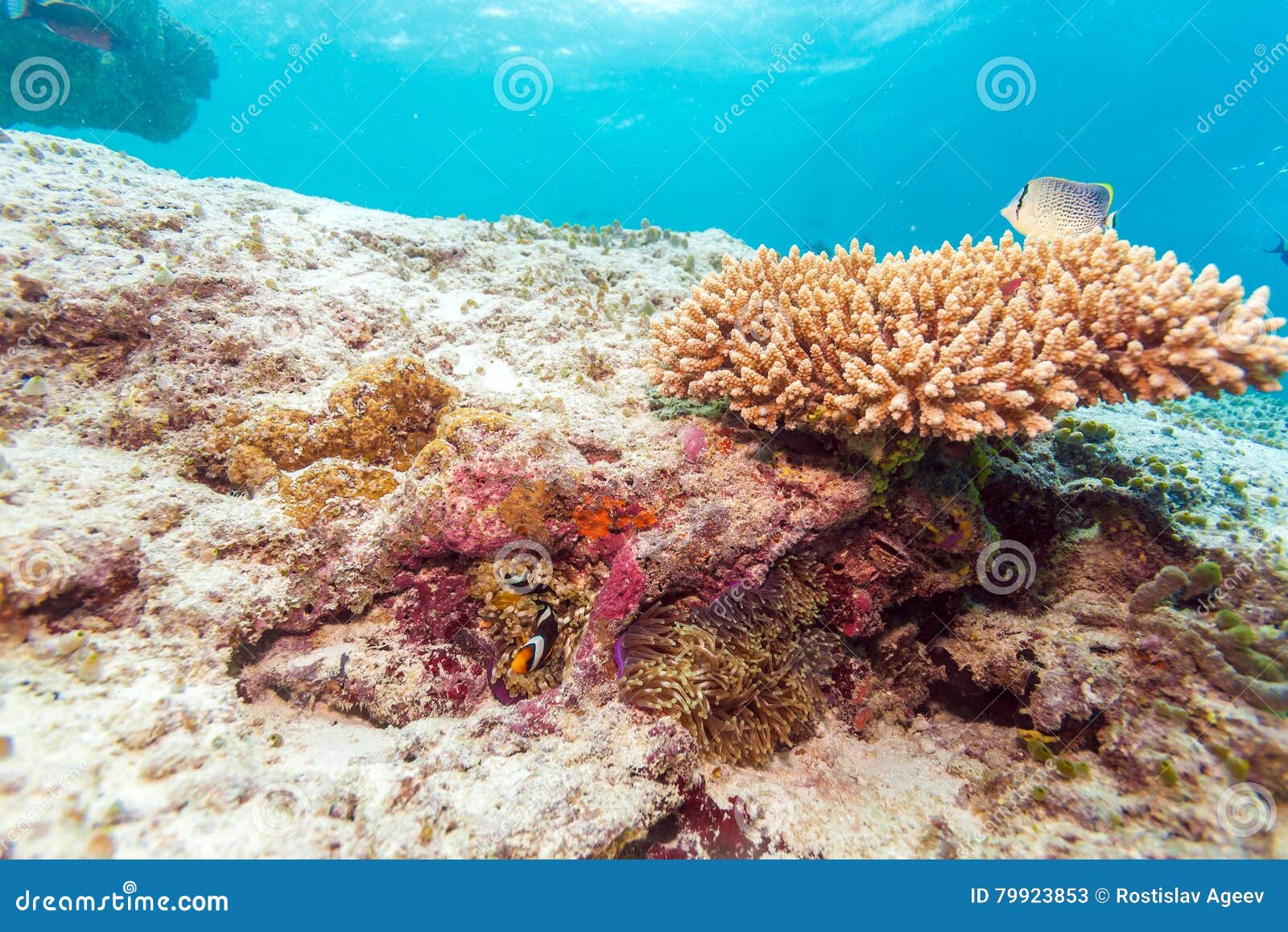 Shallow Water Coral Reef stock image. Image of environment - 79923853