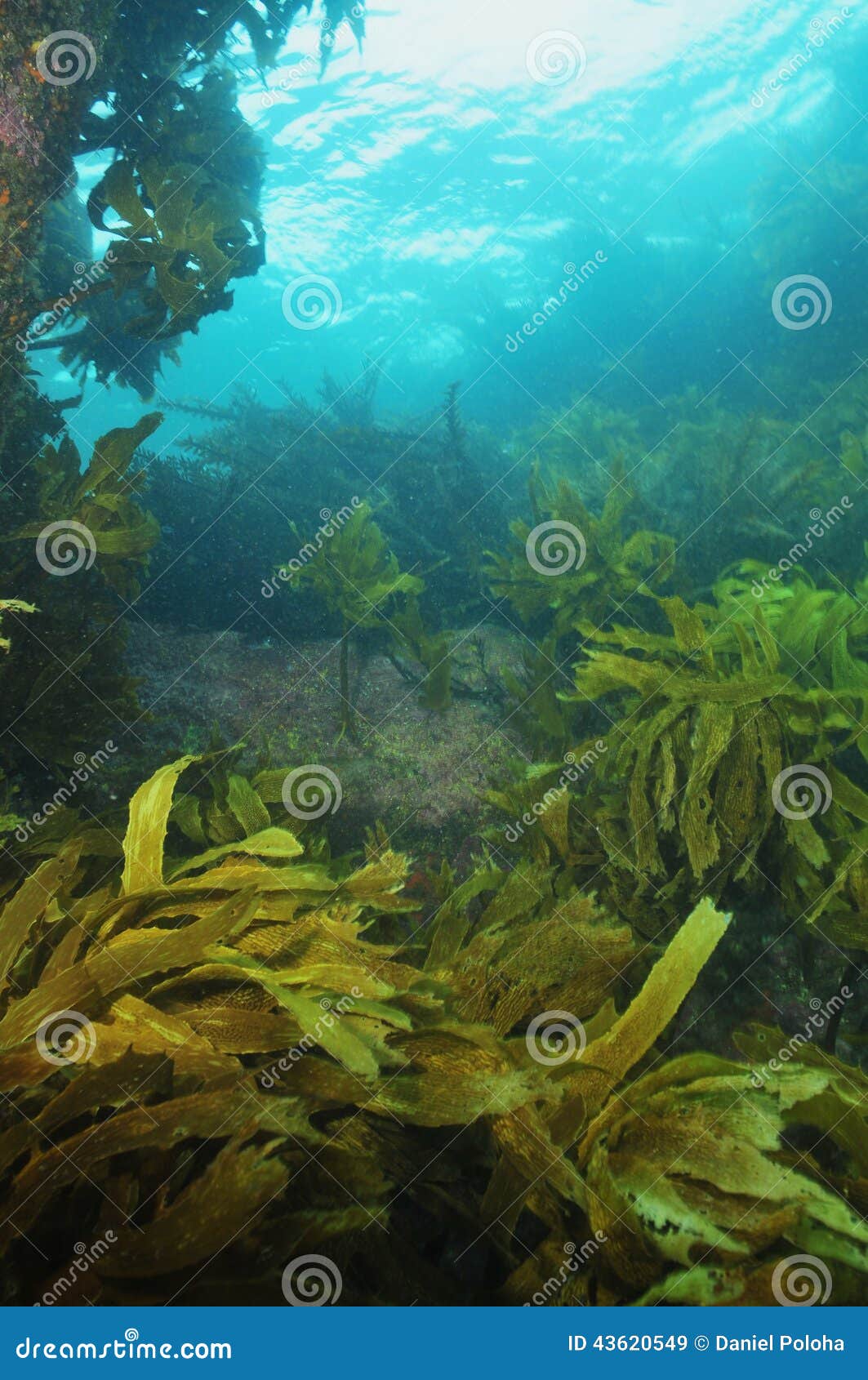Shallow water rocky reef stock image. Image of reaching - 43620549