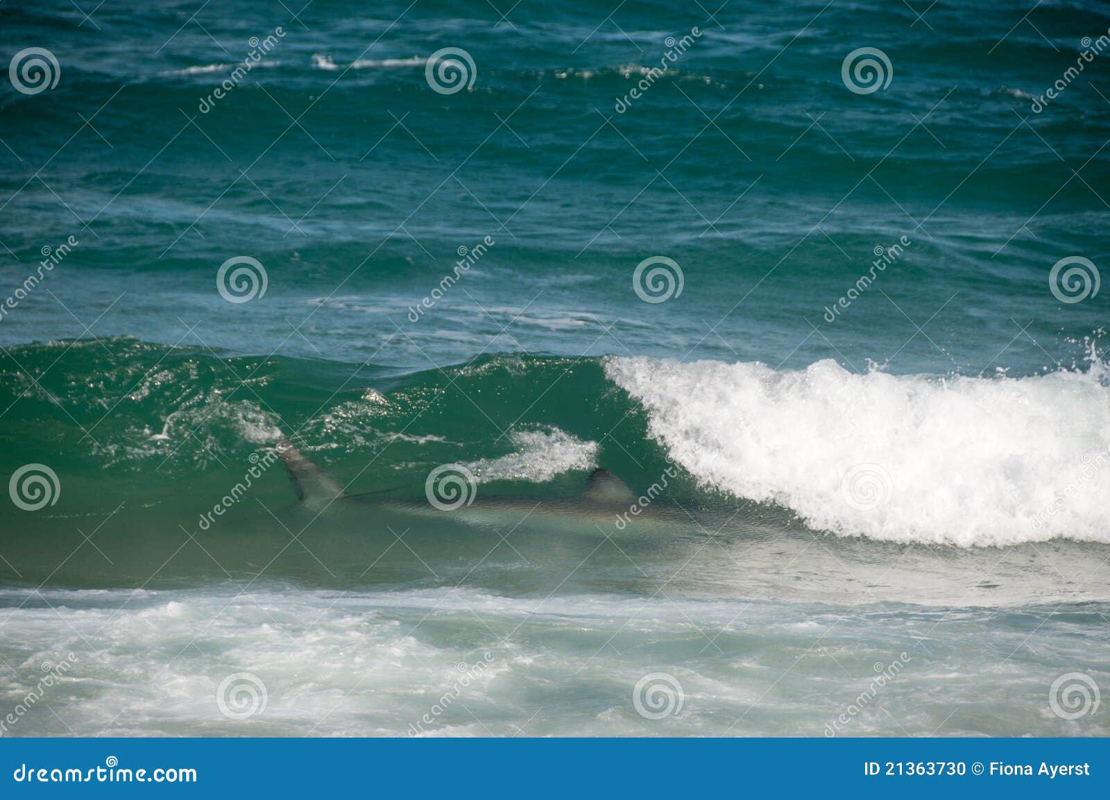 Shallow waters stock photo. Image of shark, ocean, kleinbrak - 21363730