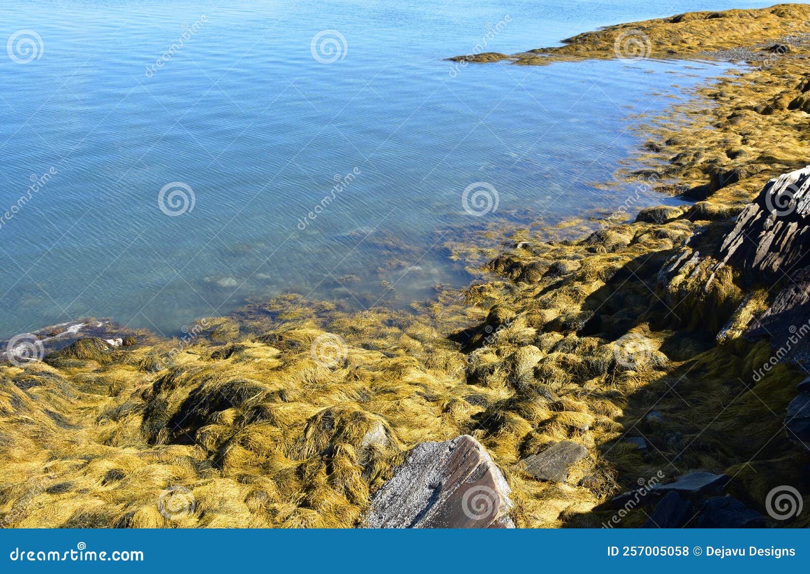 Rocky Shore with Seaweed Along the Coast of Maine Stock Photo - Image ...