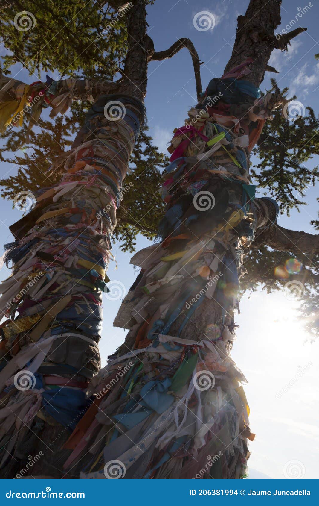 Shaman tree in Baikal lake stock photo. Image of plant - 206381994