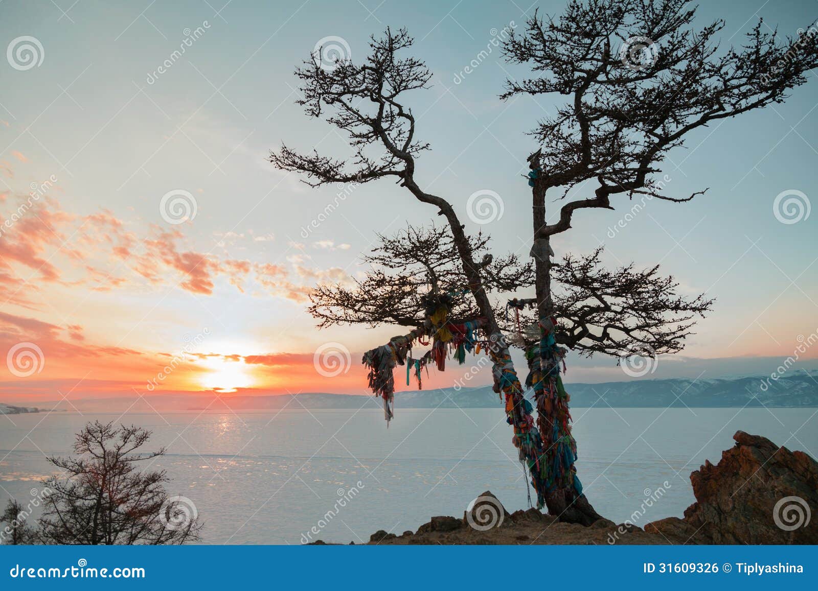 Shaman tree stock photo. Image of alone, baikal, environment - 31609326
